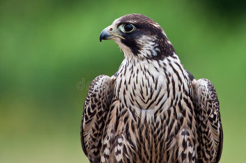 Young Peregrine Falcon Stock Photos - Download 740 Royalty Free Photos