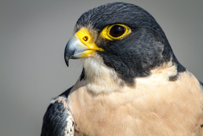Peregrine Falcon stock image. Image of endangered, hawk - 37689871