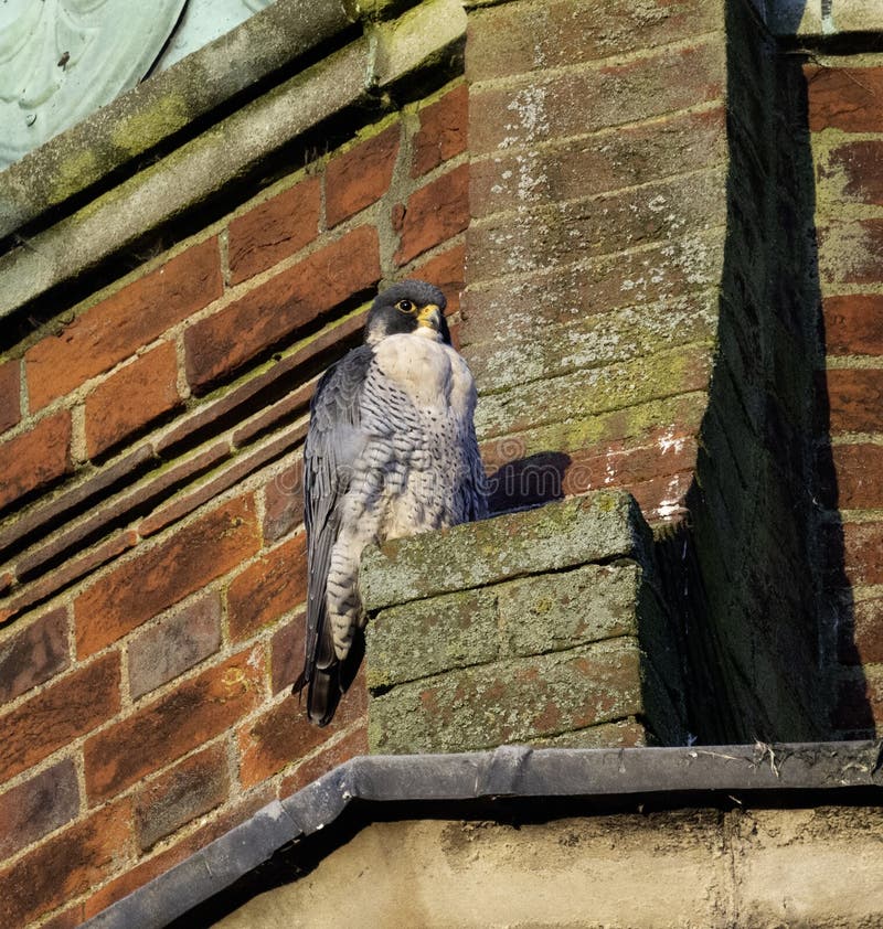 Peregrine Falcon Sat in the Sun Stock Photo - Image of rock, iron ...