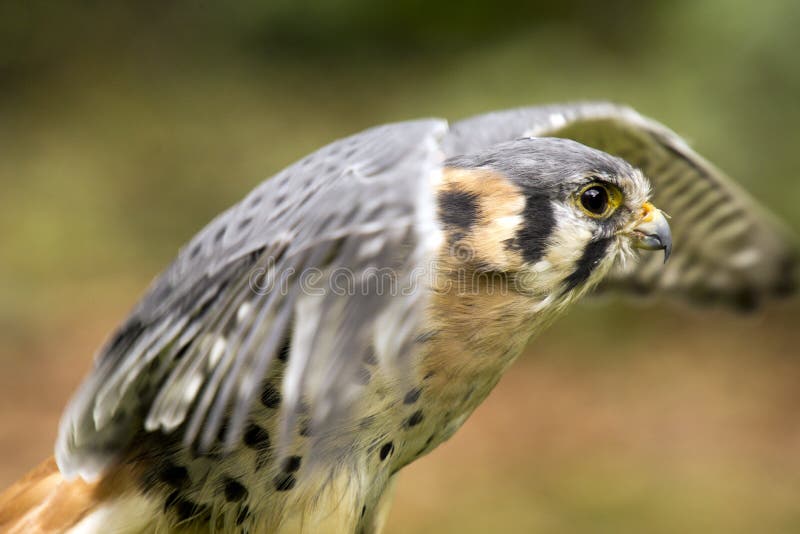 480 Peregrine Falcon Claws Stock Photos - Free & Royalty-Free Stock ...