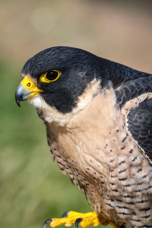 Peregrine Falcon Side View Escaped Falconry Bird – Peregrine Falcon