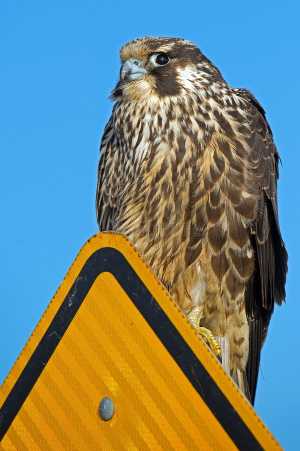 Peregrine Falcon stock photo. Image of sitting, sign - 35759122