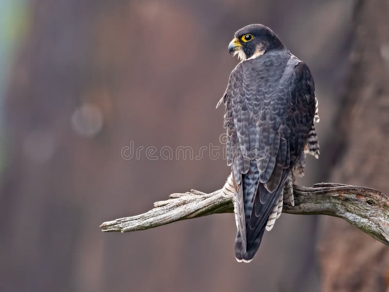 Peregrine Falcon Sitting in a Tree Stock Photo - Image of water ...