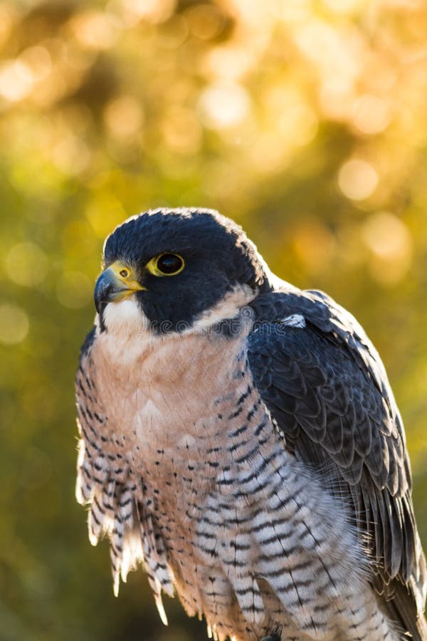 Peregrine Falcon stock photo. Image of plumage, closeup - 37690216