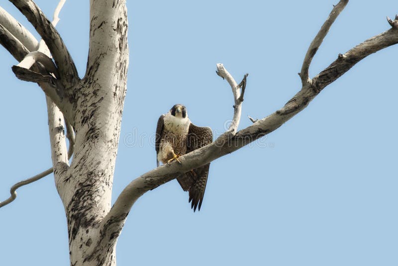 Peregrine Falcon in Tree stock photo. Image of peregrinus - 16933896