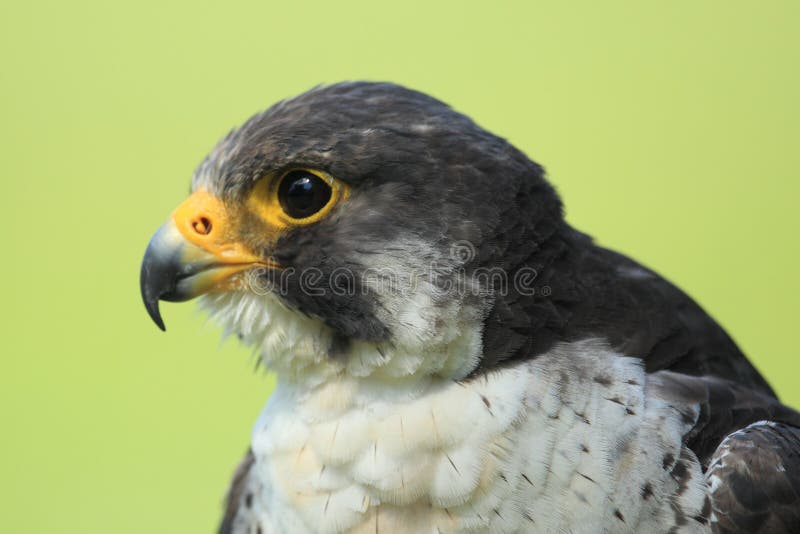 Peregrine falcon stock photo. Image of falcon, body, hawk - 43159996