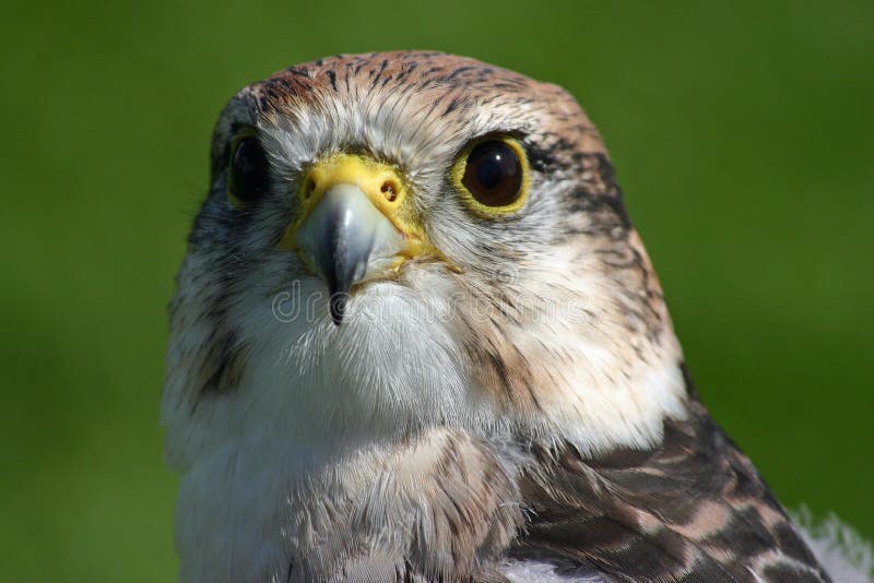 Peregrine Hawk Royalty Free Stock Photo - Image: 5950795