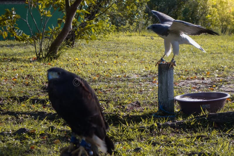 Peregrine Hawk in Captivity Posing for Camera Stock Image - Image of ...