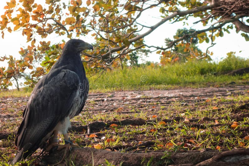 Peregrine Hawk in Captivity Posing for Camera Stock Image - Image of ...