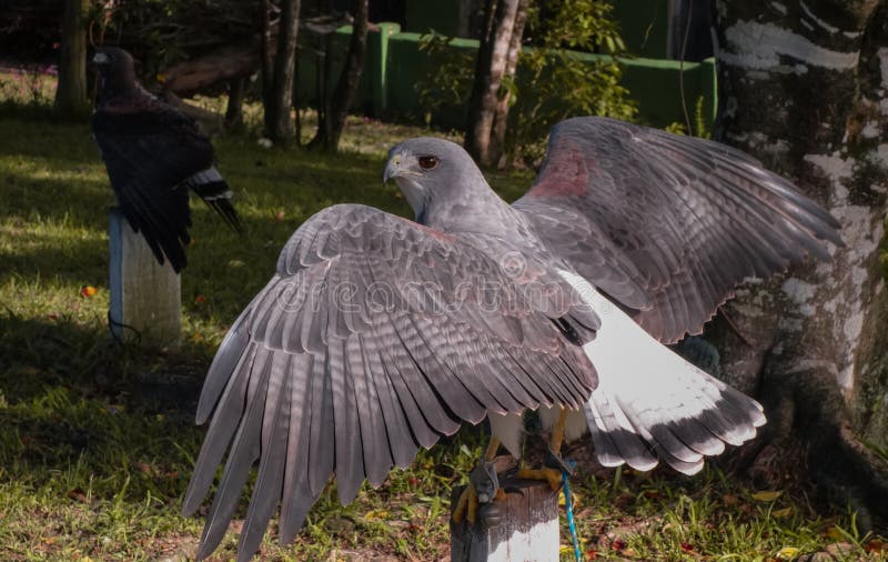 Peregrine Hawk in Captivity Spreading the Wings Stock Image - Image of ...