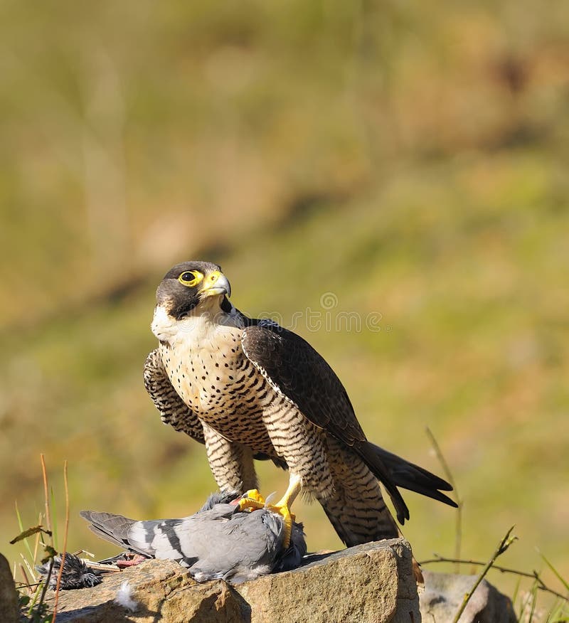 Peregrine valk stock afbeelding. Image of vogel, bevederd - 26212859