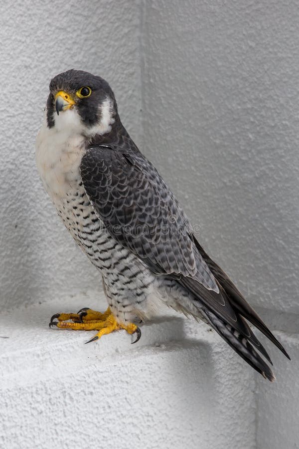 Peregrine Valk in Okinawa, Japan Stock Foto - Image of wild, status ...