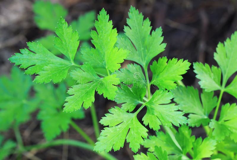 Perejil imagen de archivo. Imagen de comer, ingrediente - 25832565