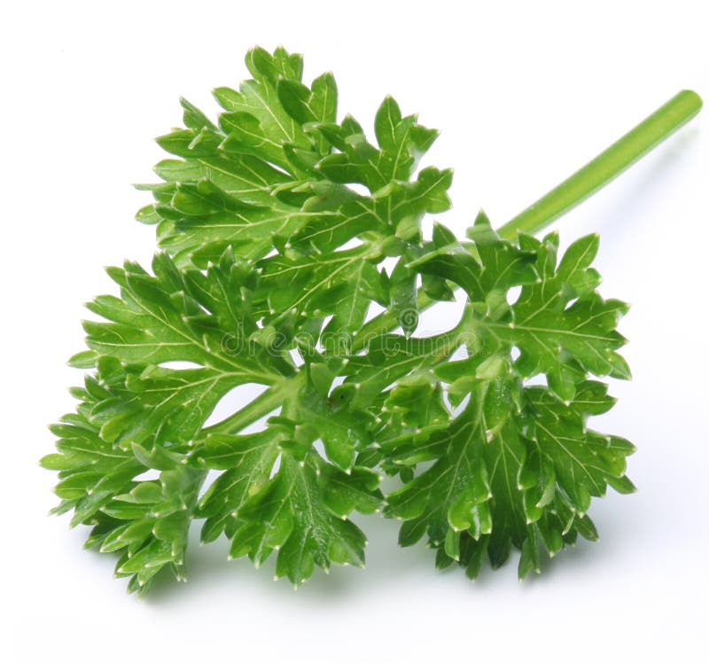 Perejil. foto de archivo. Imagen de hierba, condimento - 27757102