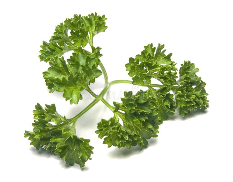 Perejil imagen de archivo. Imagen de hierbas, perejil, blanco - 296103
