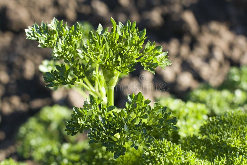 Perejil rizado imagen de archivo. Imagen de rizado, perejil - 95880475