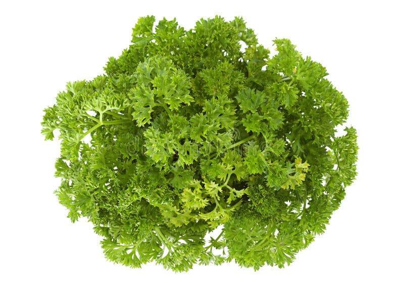 Perejil rizado en blanco foto de archivo. Imagen de perejil - 62374936