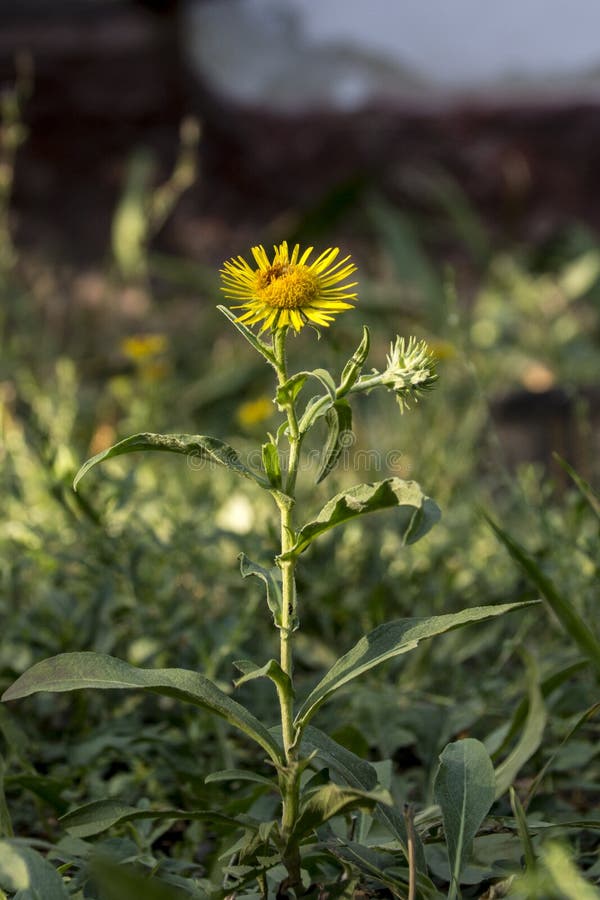 The Peremiz Inula Graveolens Stock Photo - Image of darkness, grass ...