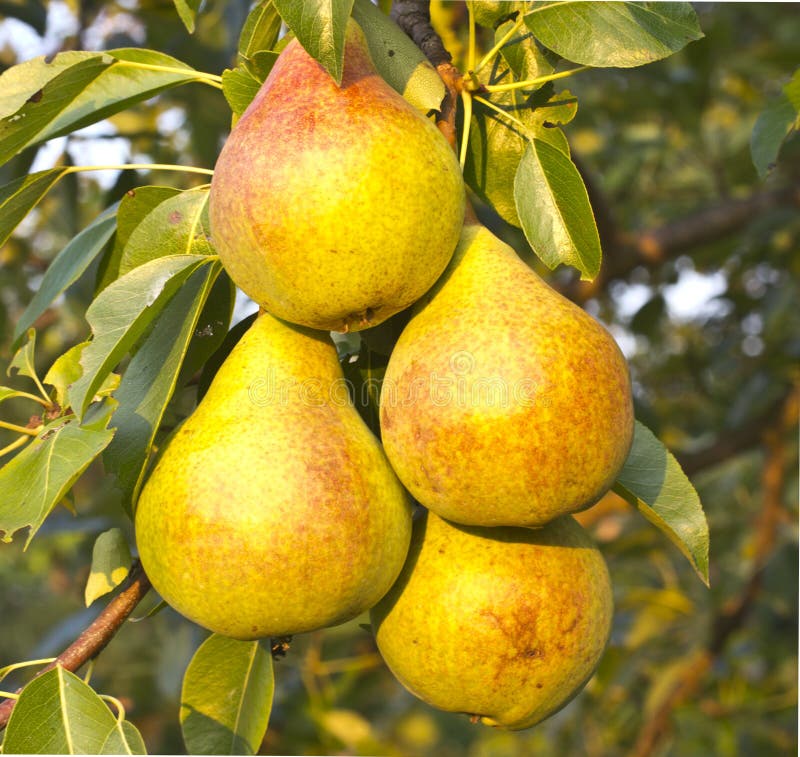 Peren en perenboom stock foto. Image of tuin, vers, peer - 31837324