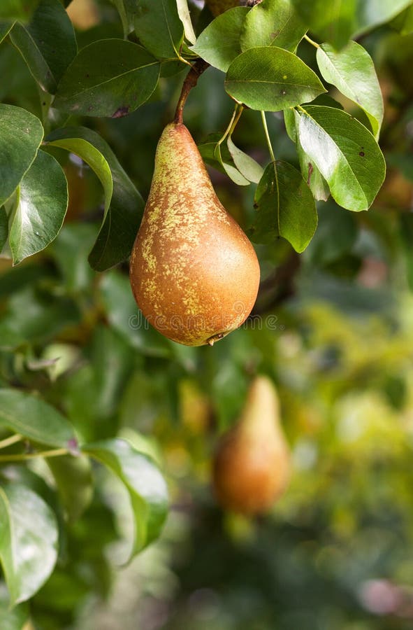Peren stock foto. Image of seizoen, groen, gezond, rijp - 79367284