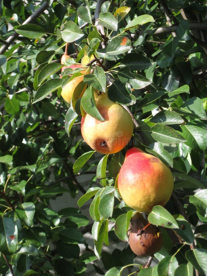 Peren op een boom stock afbeelding. Image of groot, herfst - 84109333