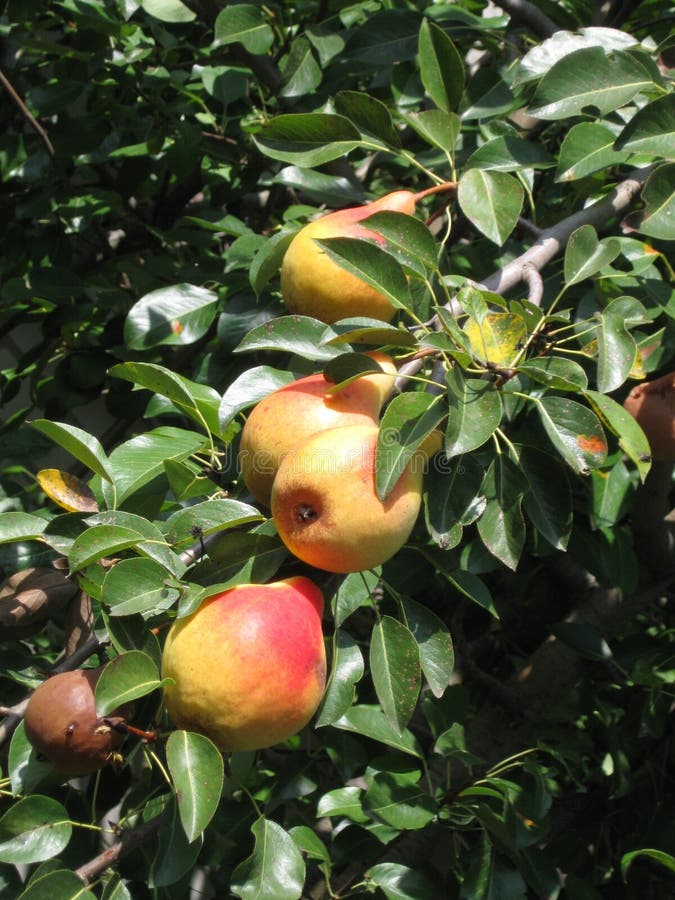 Peren op een boom stock afbeelding. Image of groot, herfst - 84109333