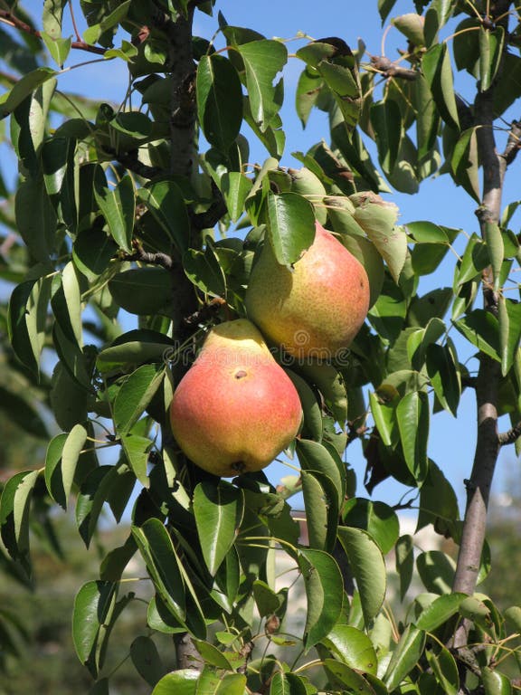 Peren op een boom stock afbeelding. Image of groot, herfst - 84109333