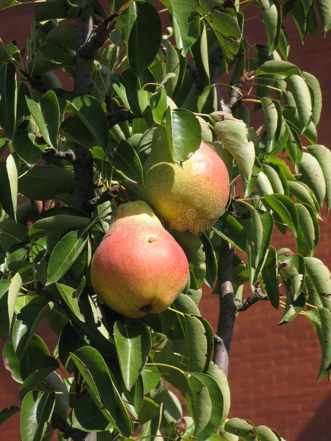 Peren op een boom stock afbeelding. Image of groot, herfst - 84109333
