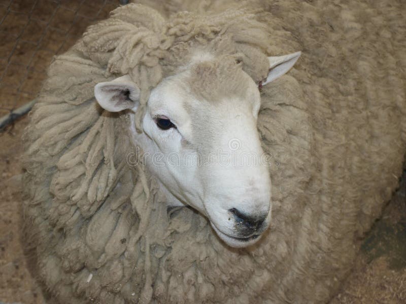 Perendale stock photo. Image of mammals, sale, woolly - 11787214