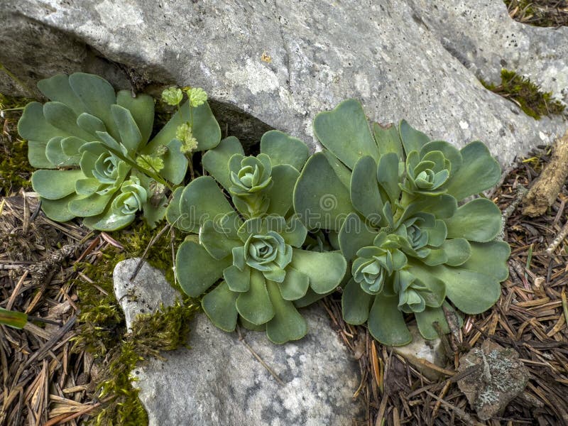 Perennial Cactus Species that Grows in Subtropical Climates Stock Image ...