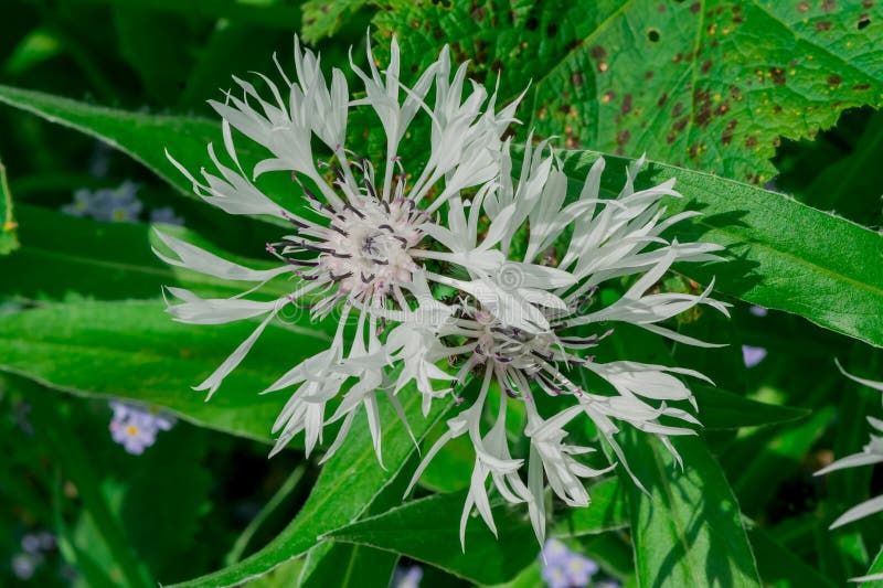 Perennial Cornflower or Centaurea Montana Flower Stock Image - Image of ...