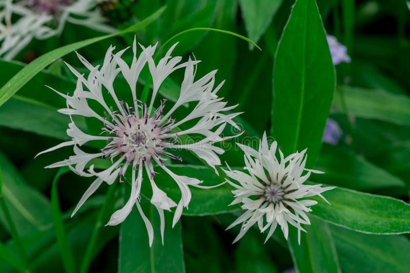 Perennial Cornflower or Centaurea Montana Flower Stock Photo - Image of ...