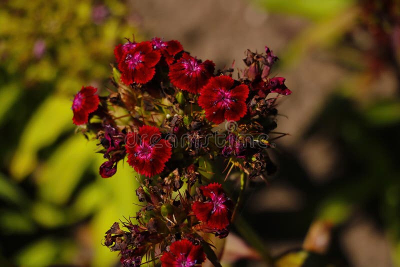 Perennial Maroon Flowers Bloom in the Garden Stock Photo - Image of ...