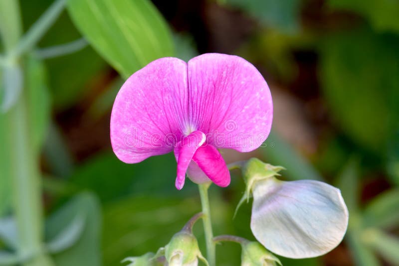 Perennial Sweet Pea Pink 01 Stock Image - Image of latifolius, pink ...