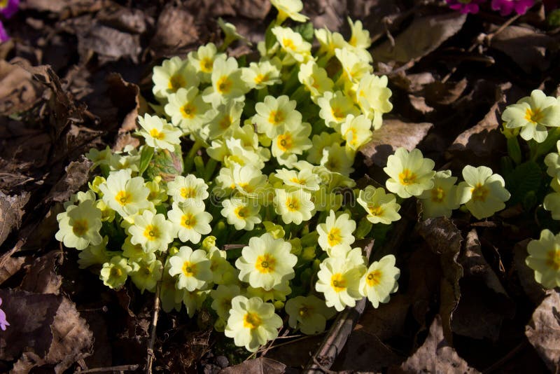 Primula flower stock photo. Image of primrose, flowers - 125742170