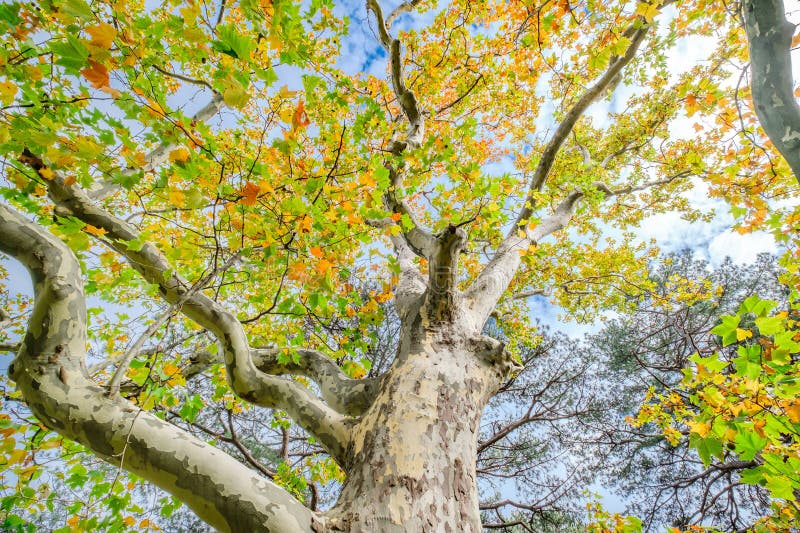 Perennial Tree with Autumn Orange Foliage, Bottom View Stock Photo ...