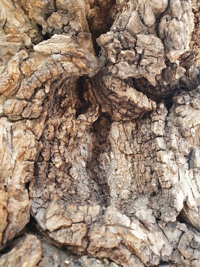 Perennial Tree Bark Patterns. Bark. Nature Stock Image - Image of plant ...