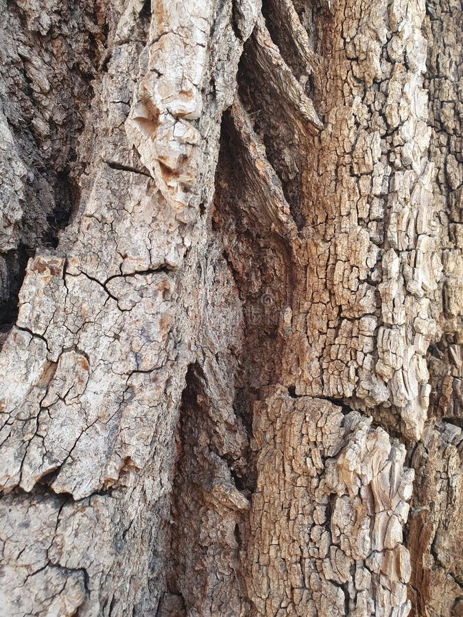 Perennial Tree Bark Patterns. Bark. Nature Stock Image - Image of ...