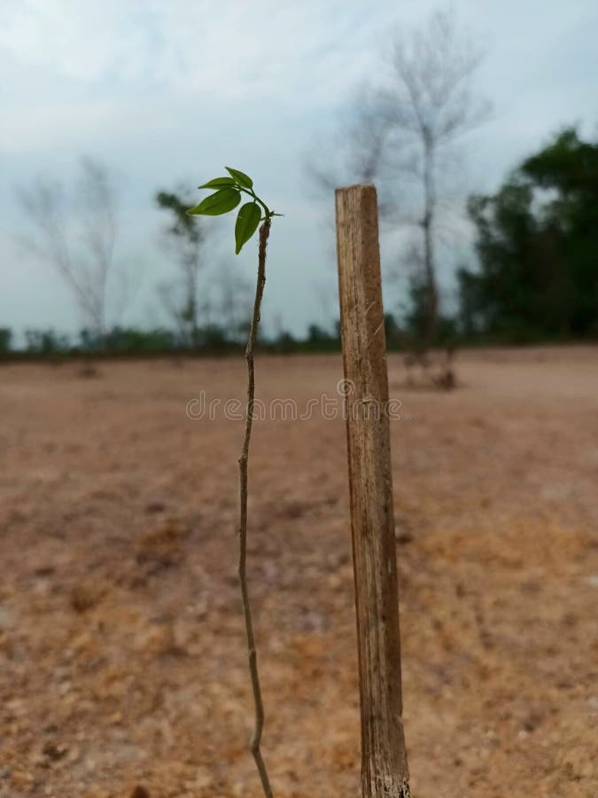 A Perennial Tree Sapling is Growing, Thailand Stock Image - Image of ...