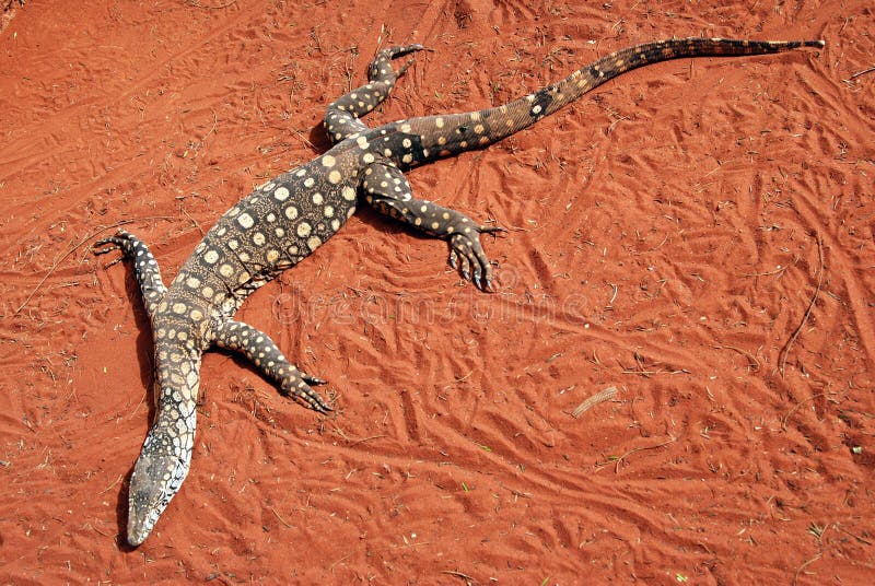 The Perentie (Varanus Giganteus) Stock Image - Image of dander, giant ...