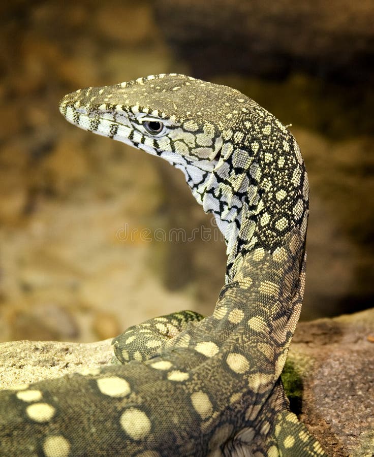 Perenties lizard stock image. Image of scales, rare, exotic - 11943267
