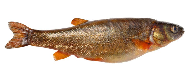 Phoxinus Perenurus - Phoxène Commun Image stock - Image du freshwater ...