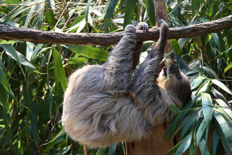 Pereza foto de archivo. Imagen de capa, pereza, colgante - 15062766