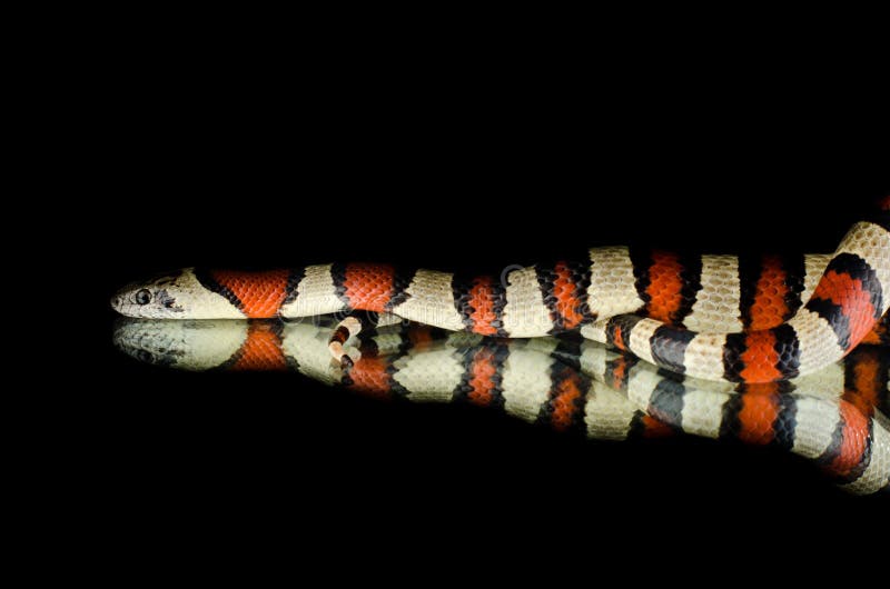 Perfeck King Snake on Mirror Stock Photo - Image of herpetology, animal ...