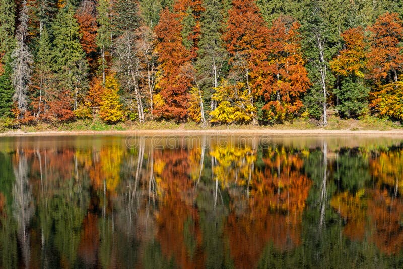 Perfect Autumn Tree Reflections in Lake Stock Photo - Image of ...
