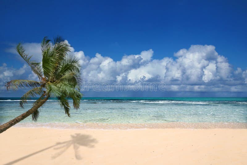 Perfect Beach in Hawaii stock photo. Image of palm, coast - 6859266