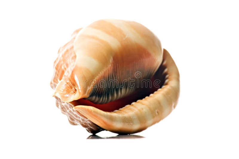Perfect Beautiful Sea Shell on White Background Stock Photo - Image of ...