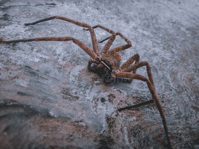 The Perfect Beautiful Spider Stock Image - Image of detail, nature ...