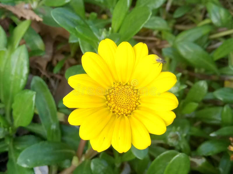 Yellow happiness stock image. Image of flower, beauty - 7773363