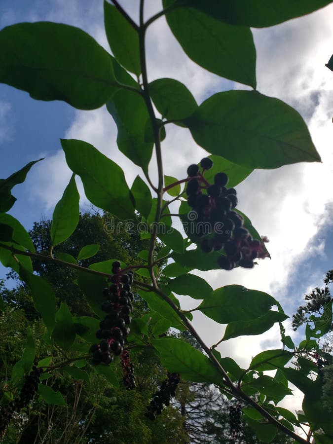 The Perfect Blueberries stock photo. Image of bluesky - 165866080